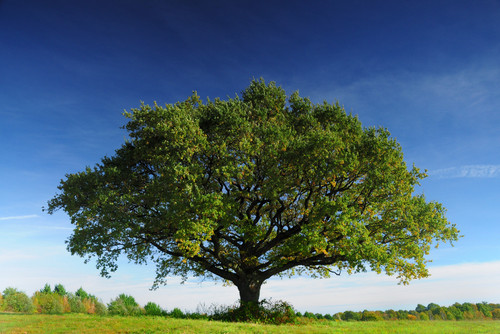 L’arbre, un être vivant - Conseil départemental de l'Essonne