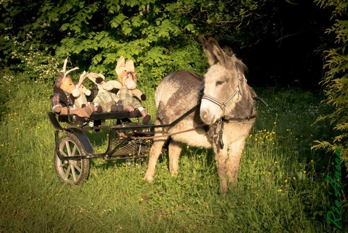 Les ânes, compagnons de découverte de la forêt - Conseil départemental ...